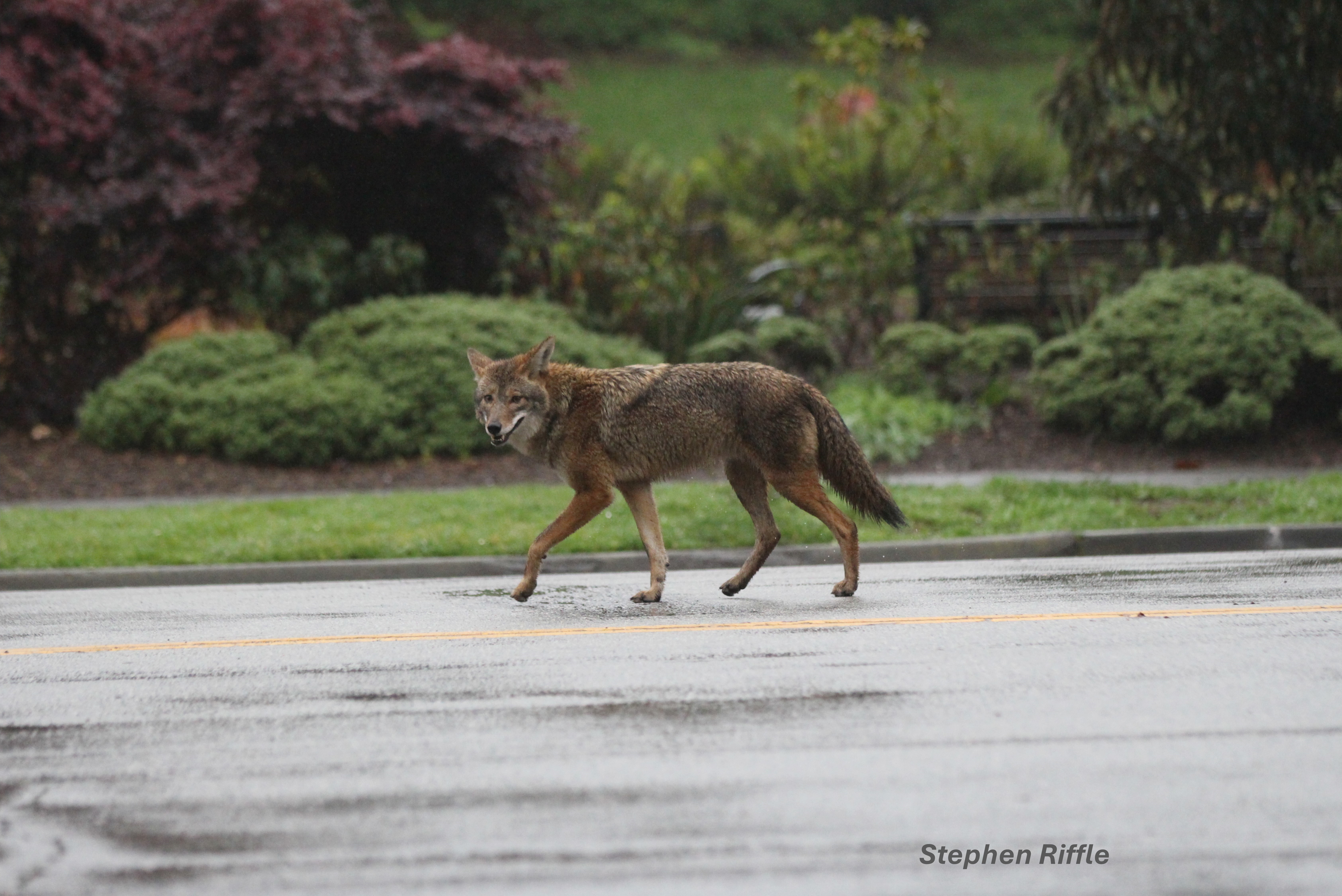 Bay Area Coyote – Report your coyote sightings and learn about coyotes ...